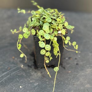 Variegated String of Turtles Houseplants Live House Plant Rare Fast ...