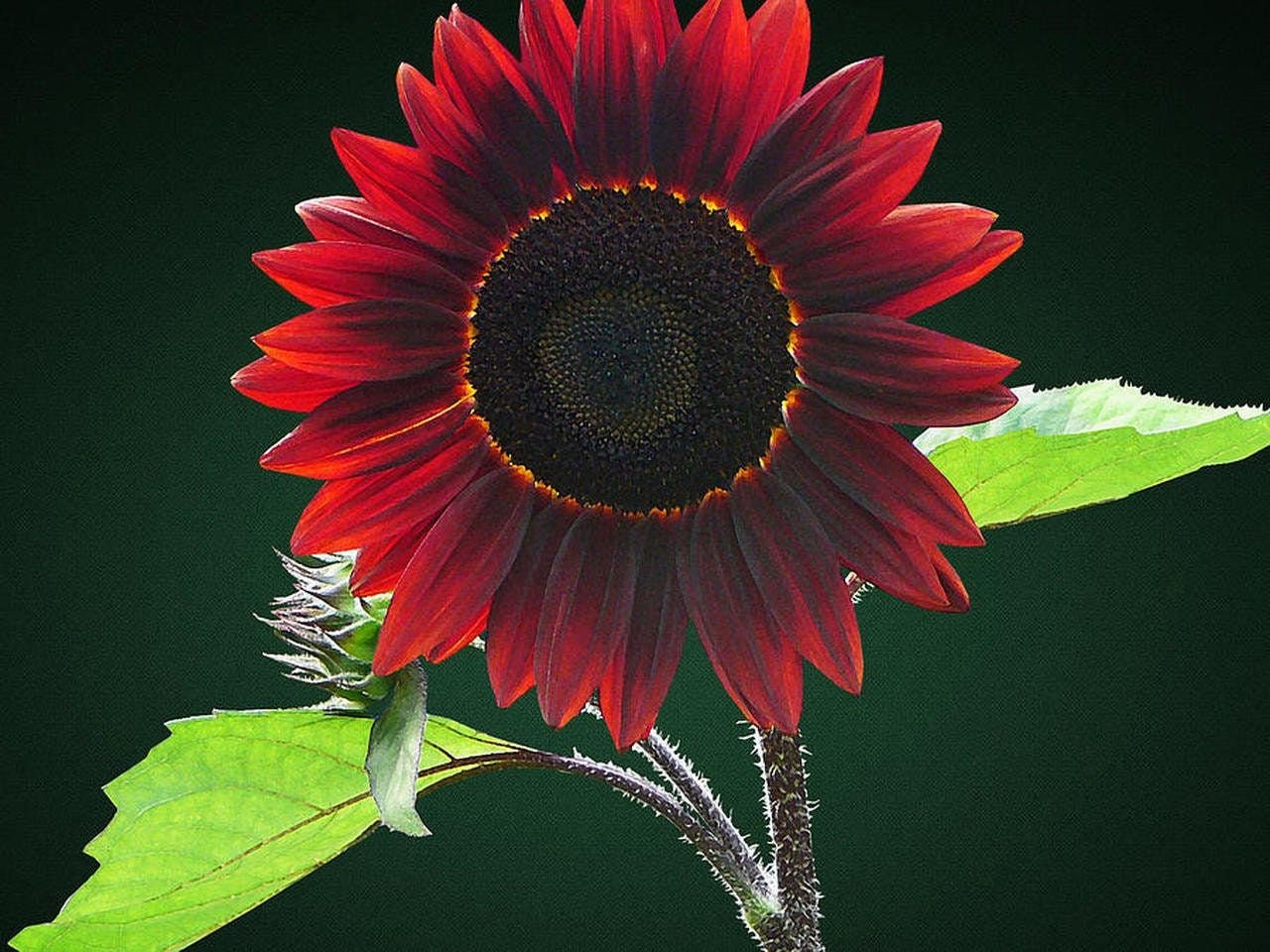 Sunflower Seeds Royal Rouge Beauty Red Flowers Organic Flower Seed USA ...