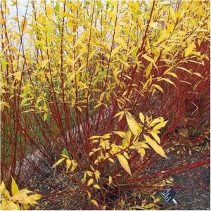 Cuttings Flame Willow Tree Salix Shrubs Fresh Flower Stems Upon Order ...