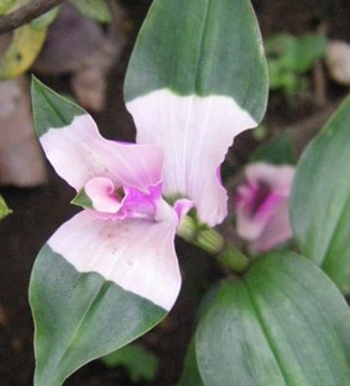Blushing Bride Tradescantia House Plants Live Plant Potted - Etsy