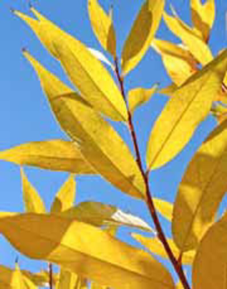 Salix FLAME Willow Tree Bush Shrub Privacy Fence Live Plants - Etsy