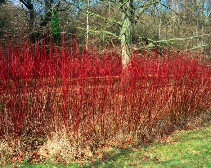 5 Red Osier Dogwood Plantscornus Sericea Bareroot - Etsy