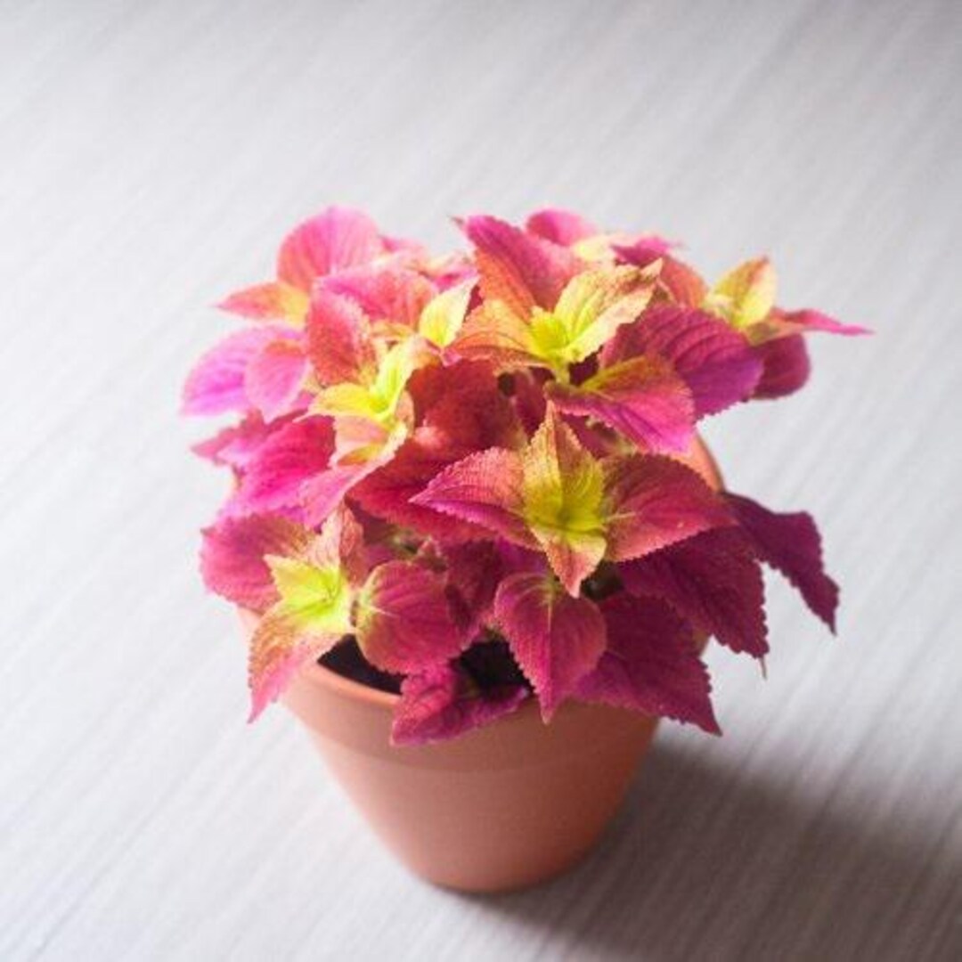 Coleus 'alabama Sunset' Live Plant Potted 2.5" X 4" Pot Landscaping ...