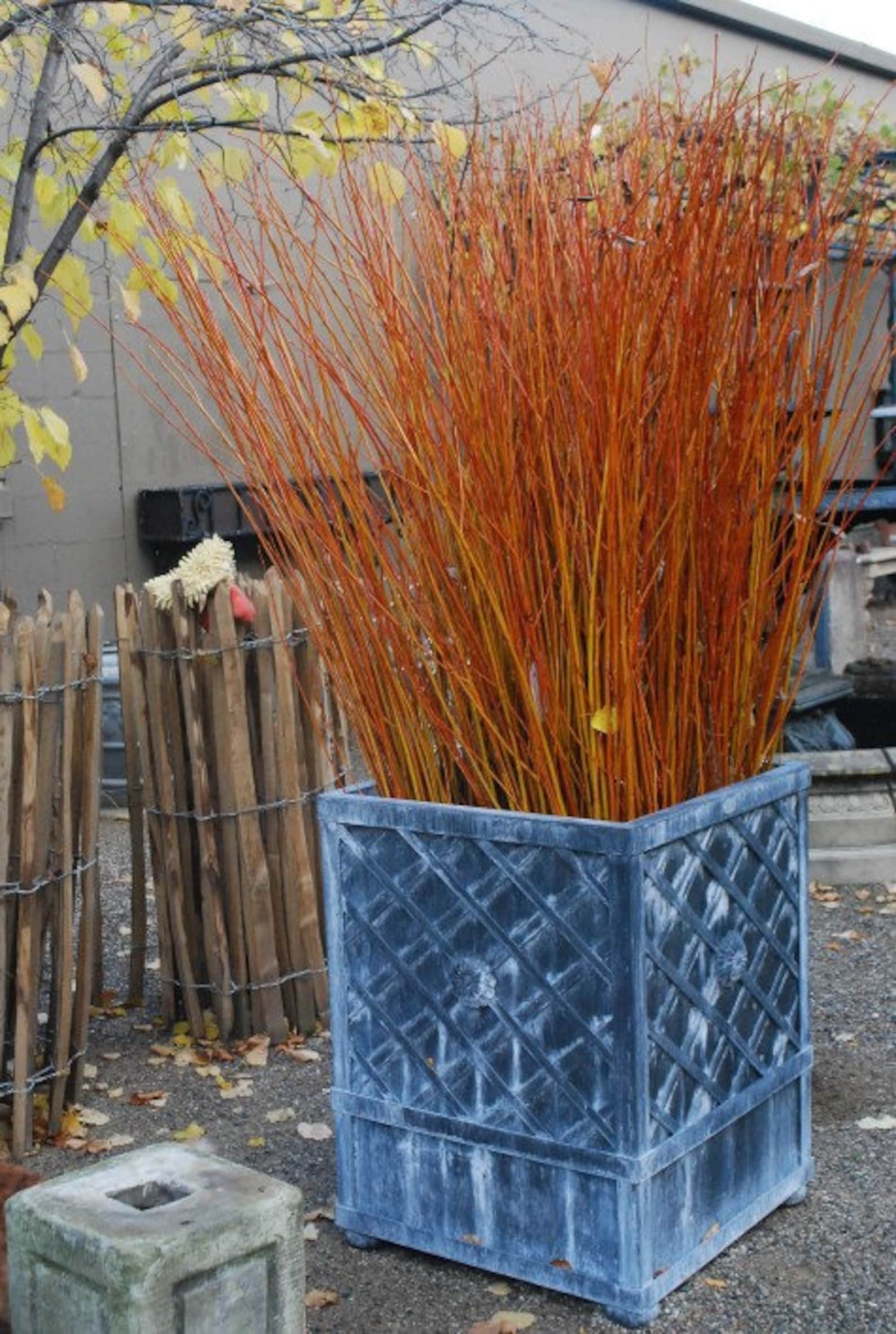 Cuttings Flame Willow Tree Salix Shrubs Fresh Flower Stems | Etsy