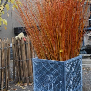 Cuttings Flame Willow Tree Salix Shrubs Fresh Flower Stems Upon Order ...
