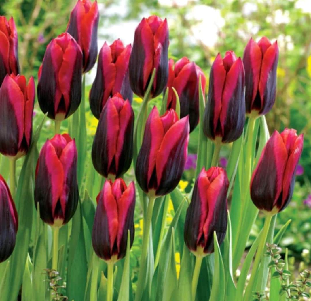 Muvota Tulip Bulbs Flowers Rare Tulips Parrot Large Flower - Etsy