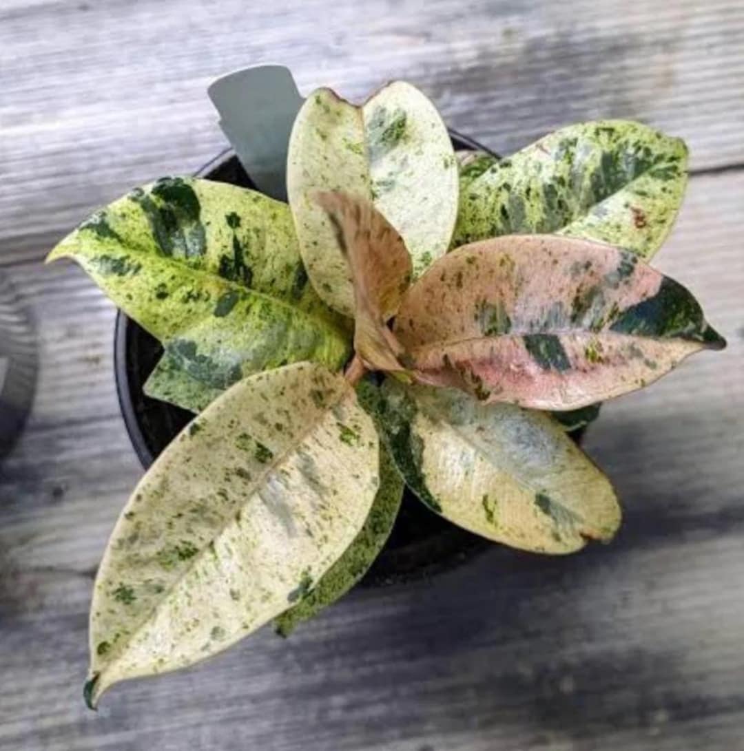 Variegated Ficus Moonshine Shivereana Rubber Tree House Plant Small ...