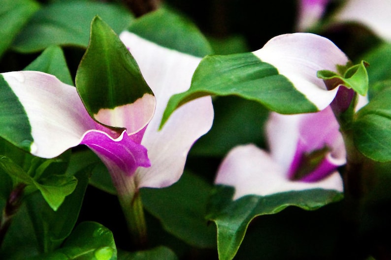 Blushing Bride Tradescantia House Plants Live Plant Potted - Etsy