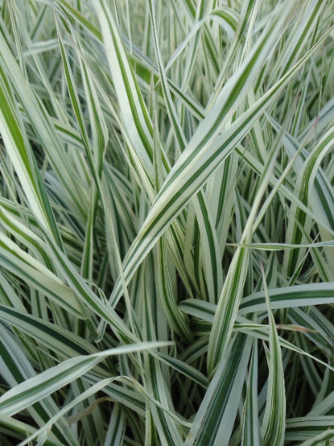 Ribbon Grass Variegated White Reed Canary Grows 4' Feet - Etsy