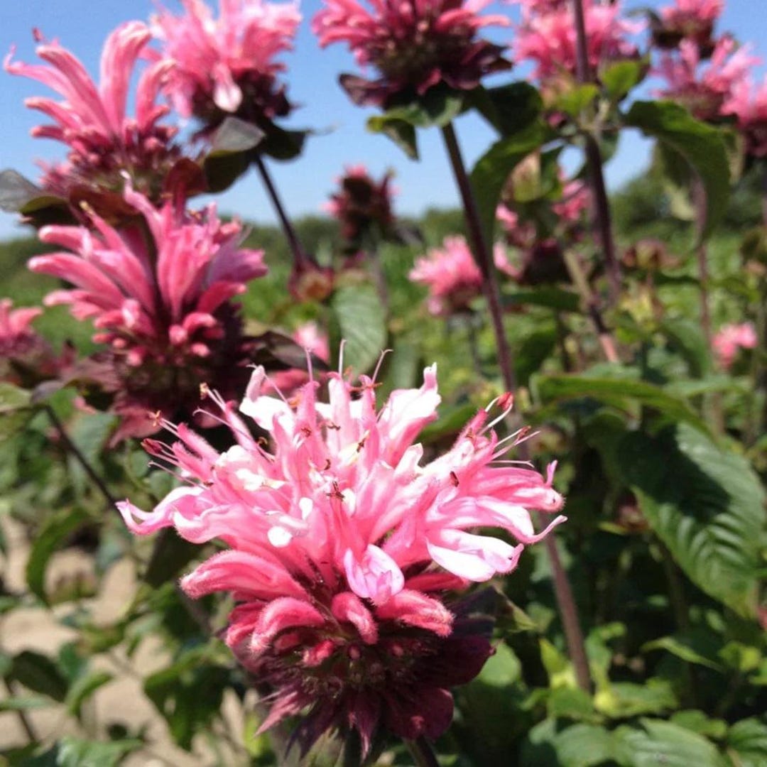 PRE-ORDER SALE - Bee-lieve Pink Bee Balm - Etsy