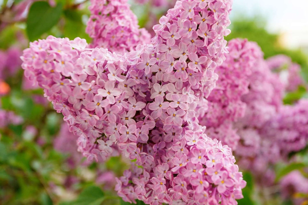 Pink Lilac Cuttings Fresh Fragrant Flowers Plant Cut on Order. Zones 3 ...