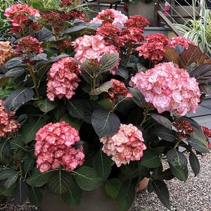 Miss Saori Hydrangea Plant Live Landscaping Plants Perennial Shrubs Red ...
