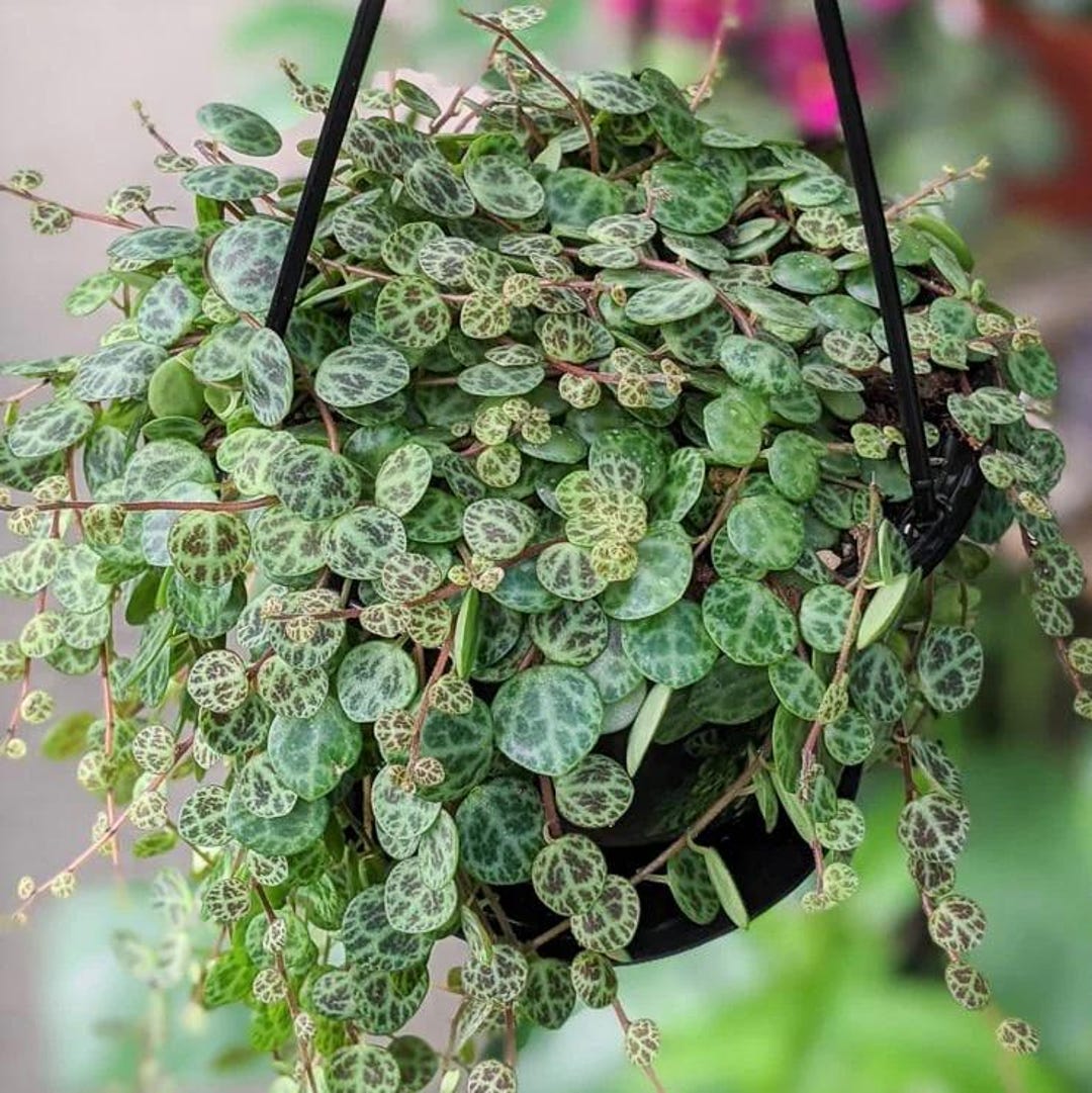 Variegated String of Turtles Houseplants Live House Plant Rare Fast ...