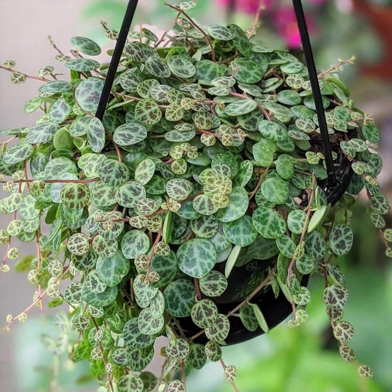 String of Turtles - Etsy