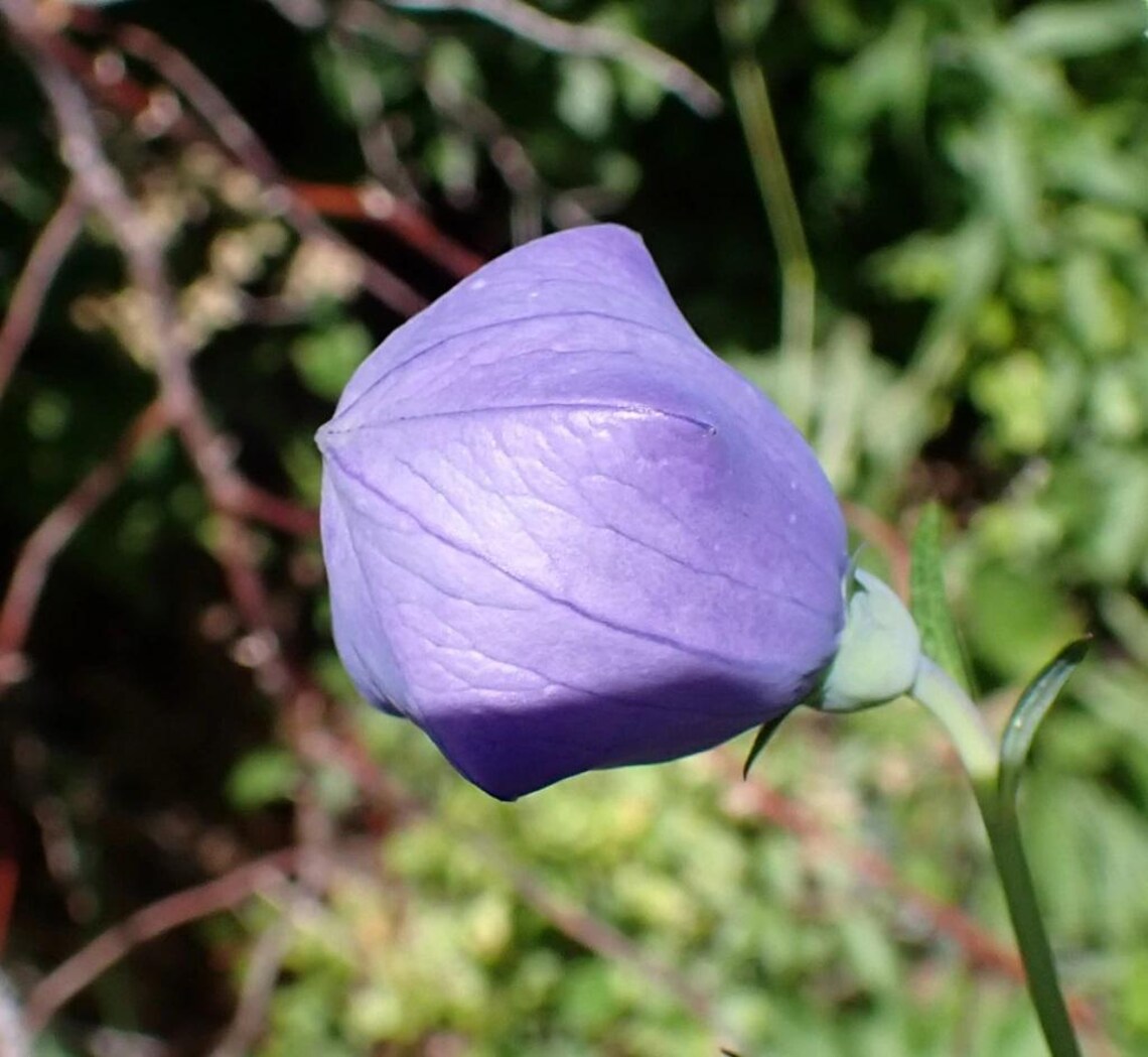 Astra Blue Balloon Flower - Etsy
