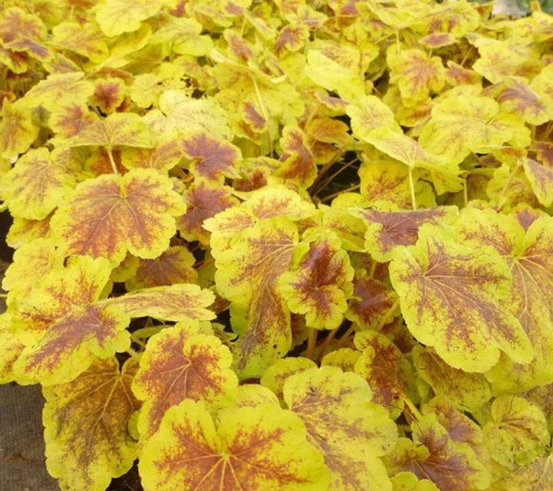 Super Sale - SOLAR ECLIPSE Heuchera With Flowers Perennial Live Plant ...