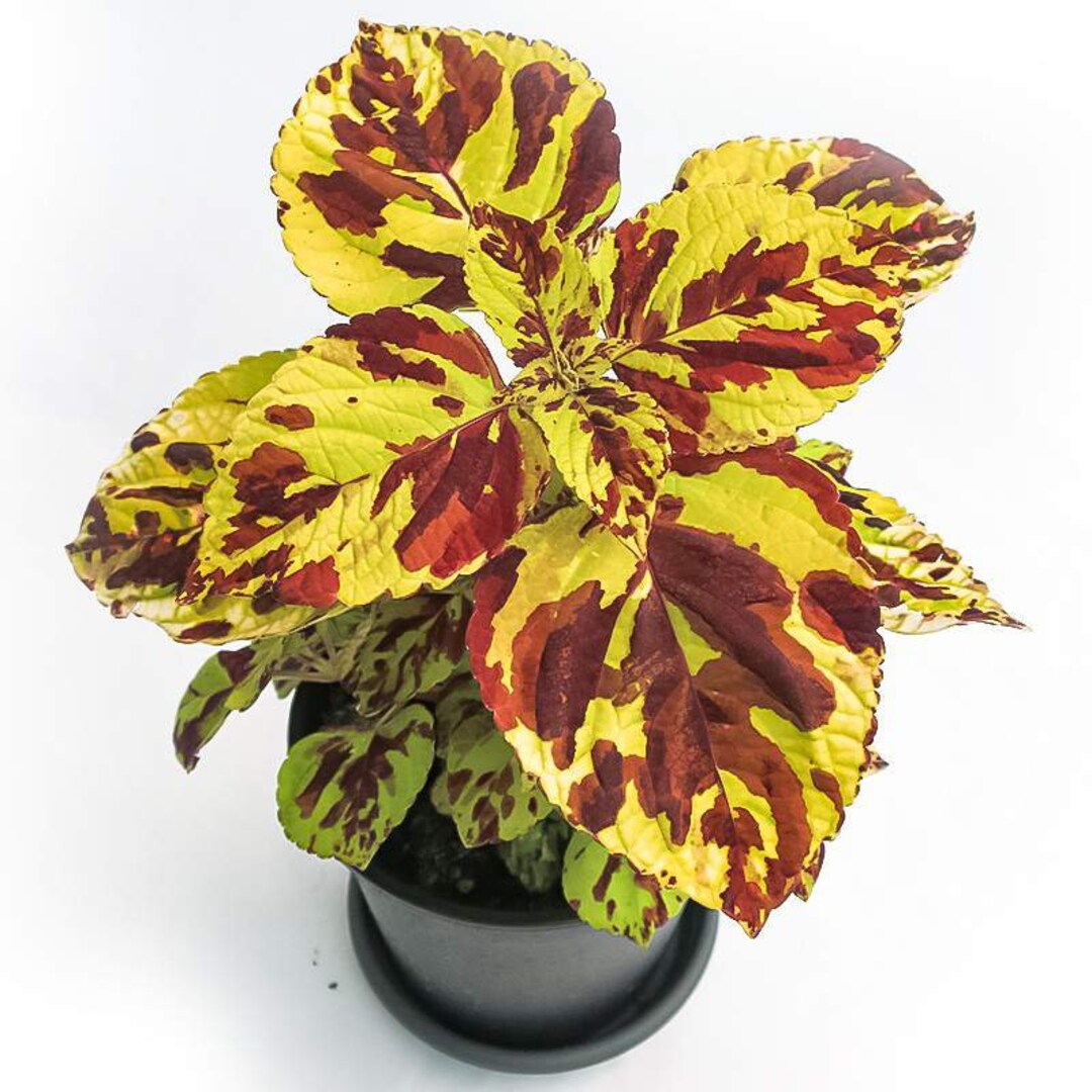 Coleus Spotted Fairway Mosaic Live Plant Potted 2.5 X 4 Pot Green ...