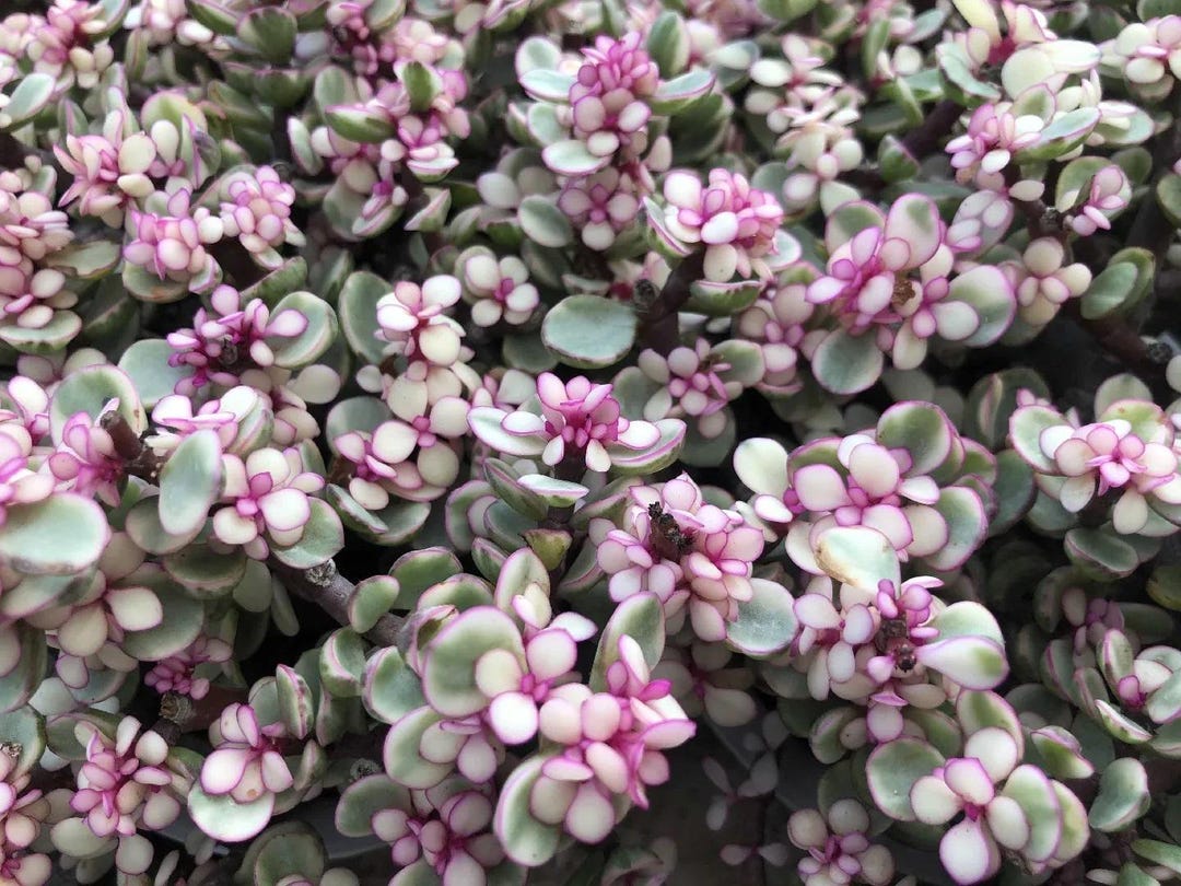 SUPER SALE Variegated Pink Elephant Bush Portulacaria Afra Variegata ...