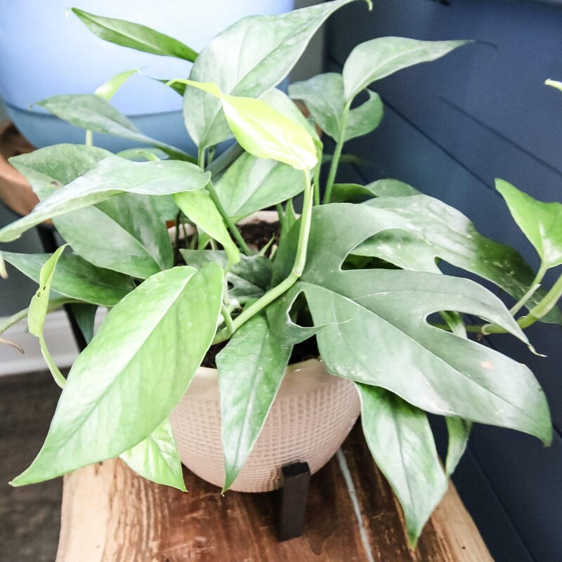 Cebu Blue Pothos - Etsy
