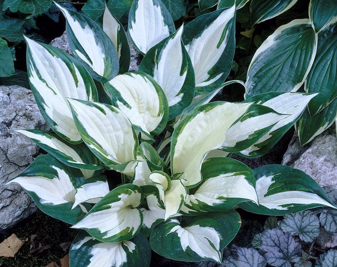 SUPER SALE SMALL Hosta Fire and Ice Live Plant Perennial Mature Root ...