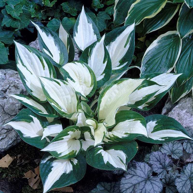 Red and White Hosta Plants - Etsy