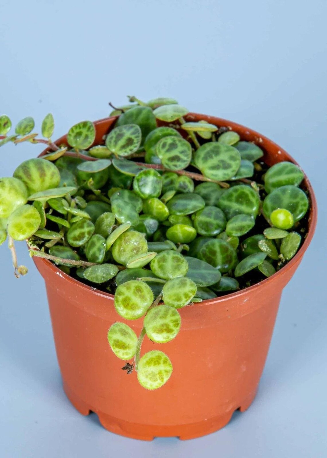 Variegated String of Turtles Houseplants - Etsy