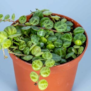 Variegated String of Turtles Houseplants Live House Plant Rare Fast ...