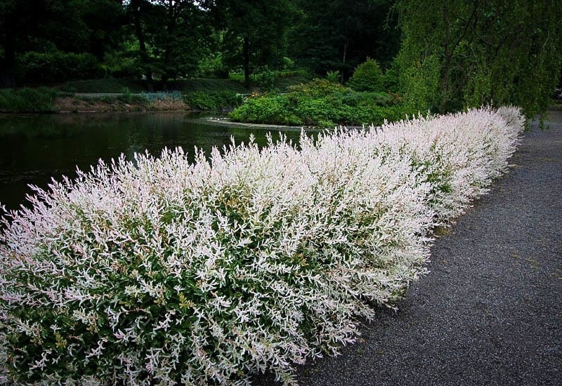 Salix Integra 'hakuro-nishiki' Dappled Willow Tree | Etsy Canada