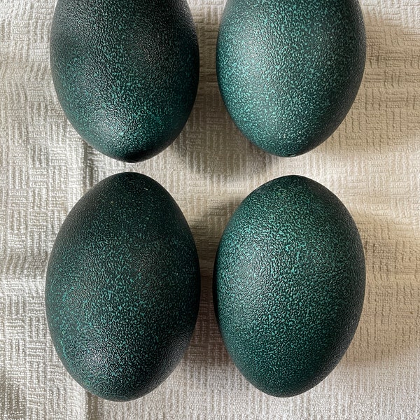 Emu Egg - Etsy