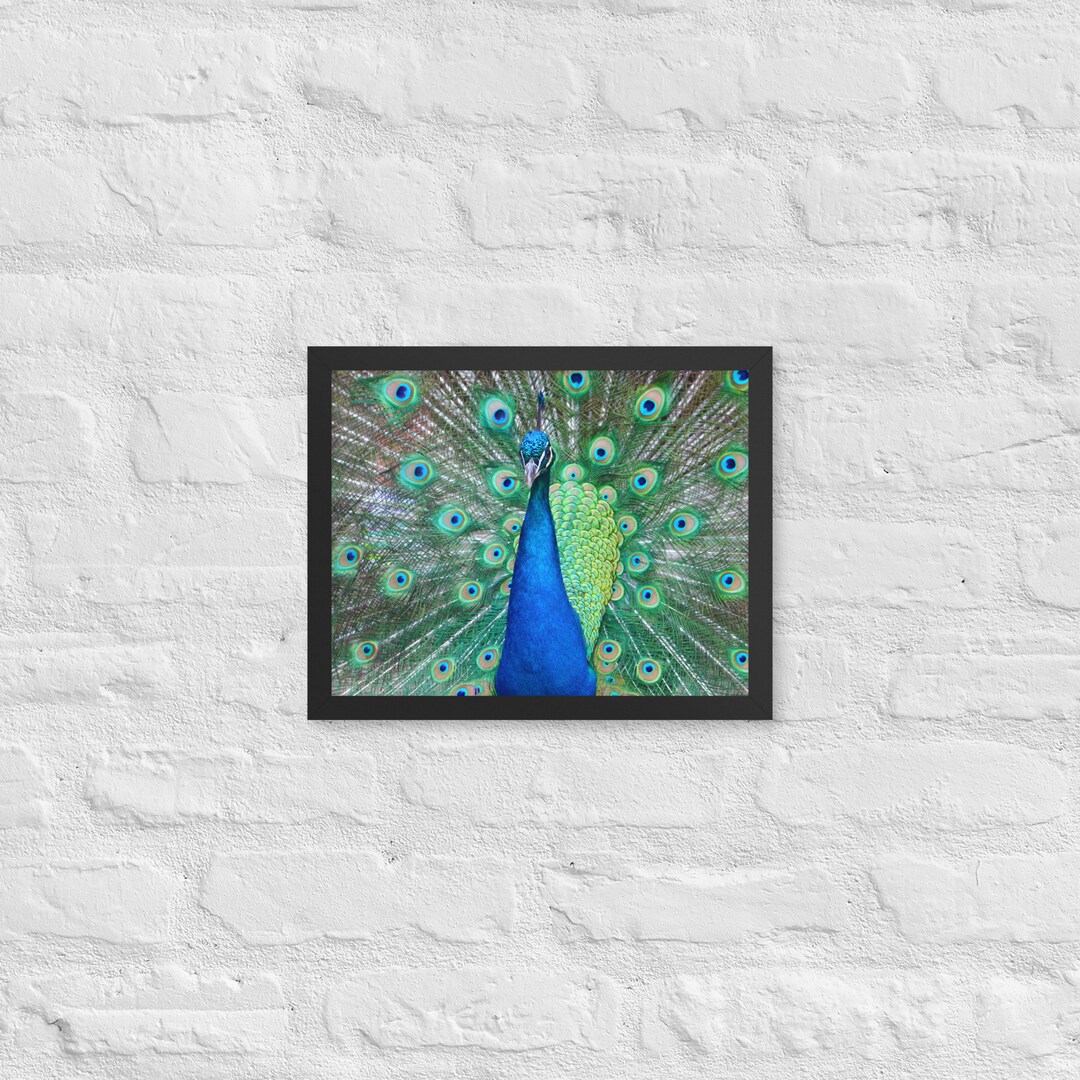 Peacock Framed Poster - Etsy