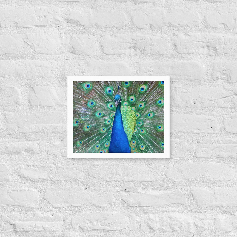 Peacock Framed Poster - Etsy