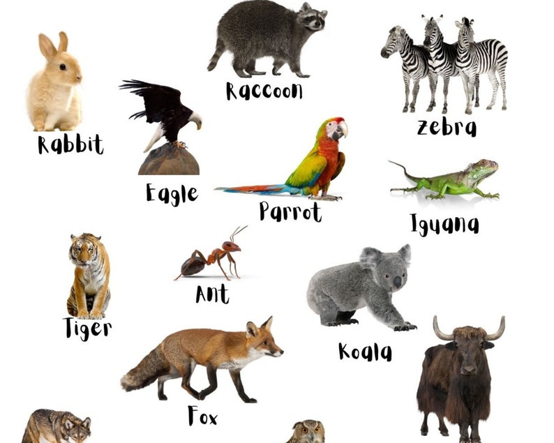 Animal Poster Pdf Printable Poster Preschool Forest Animal Poster ...