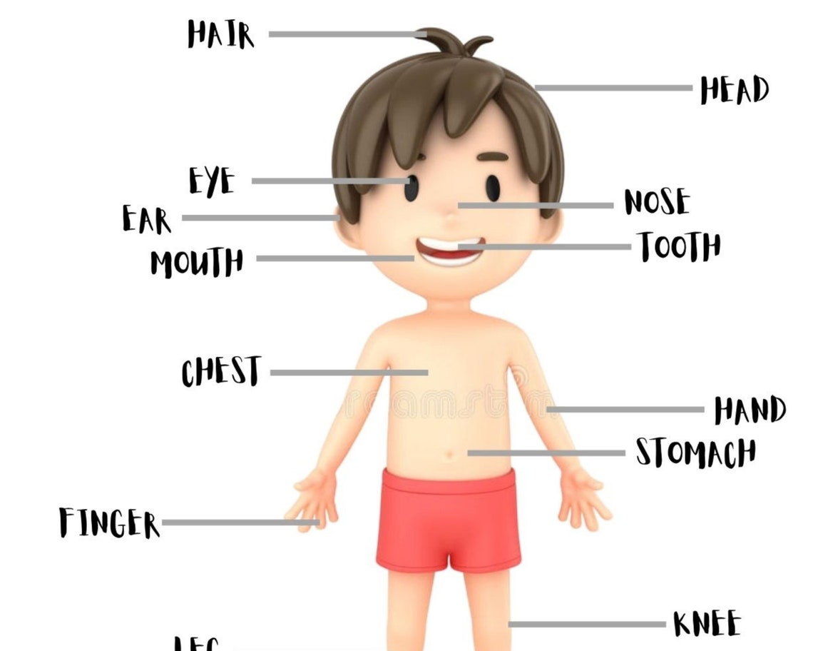 My Body Parts Name Poster 9 Different Size My Body Parts - Etsy Canada