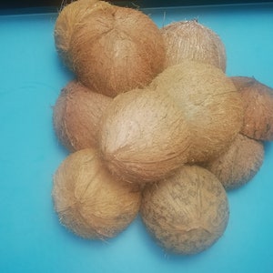 Coconut Shell Half - Coconut Shell Half Polished - Wholesale - for ...