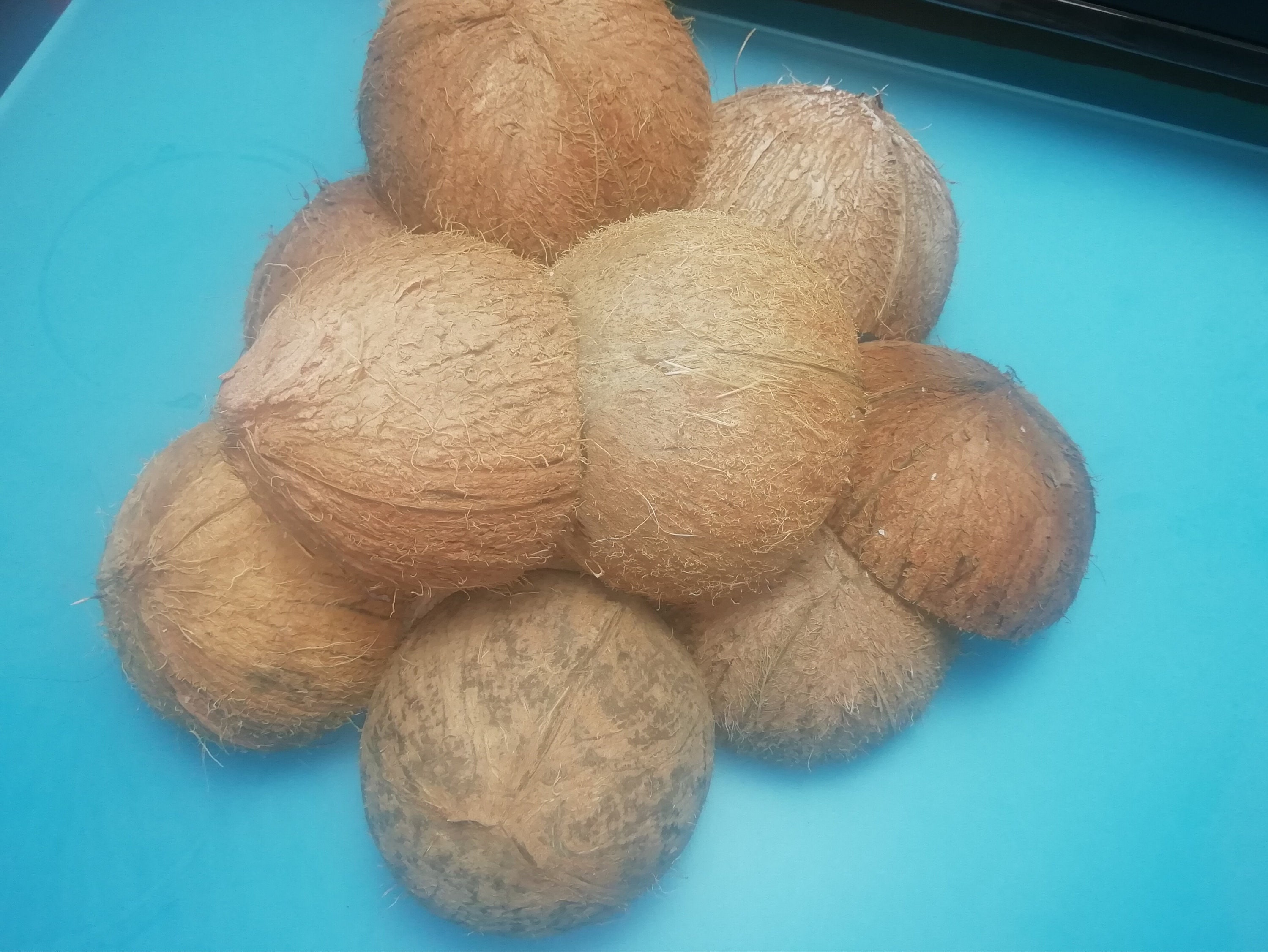 Coconut Shell Half - Coconut Shell Half Polished - Wholesale - for ...