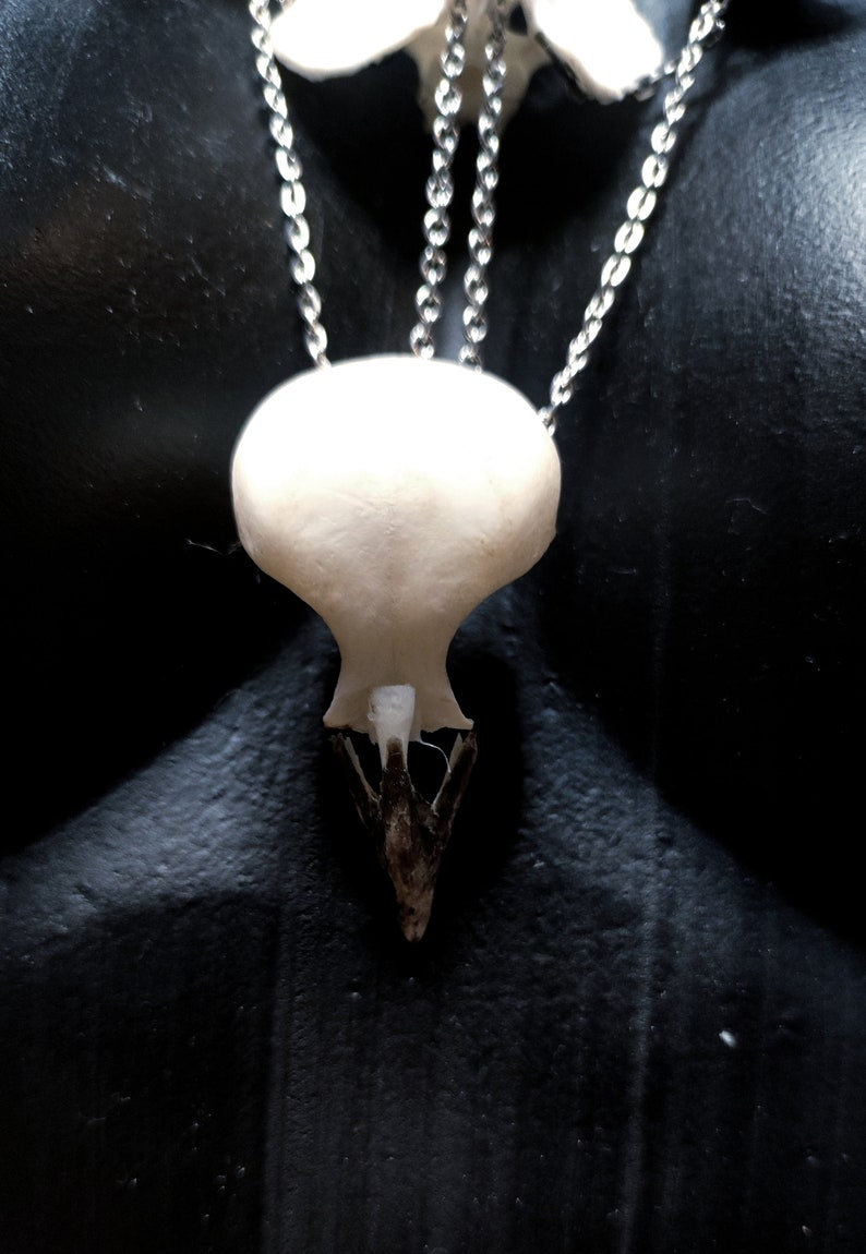 PTASIEK: Bird Skull and Fox Bones Necklace Taxidermy Jewelry - Etsy