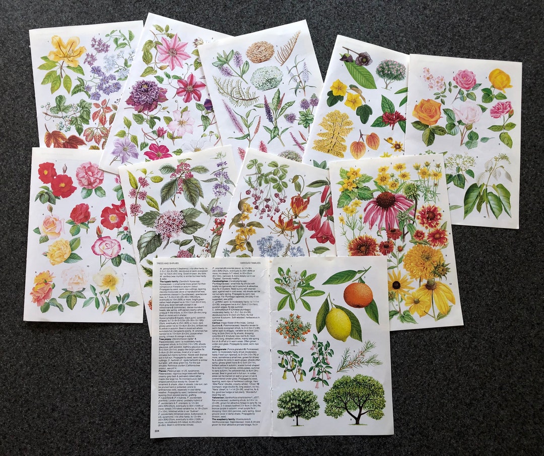 Botanical Illustration Book Pages for Junk Journals, Junk Journal ...