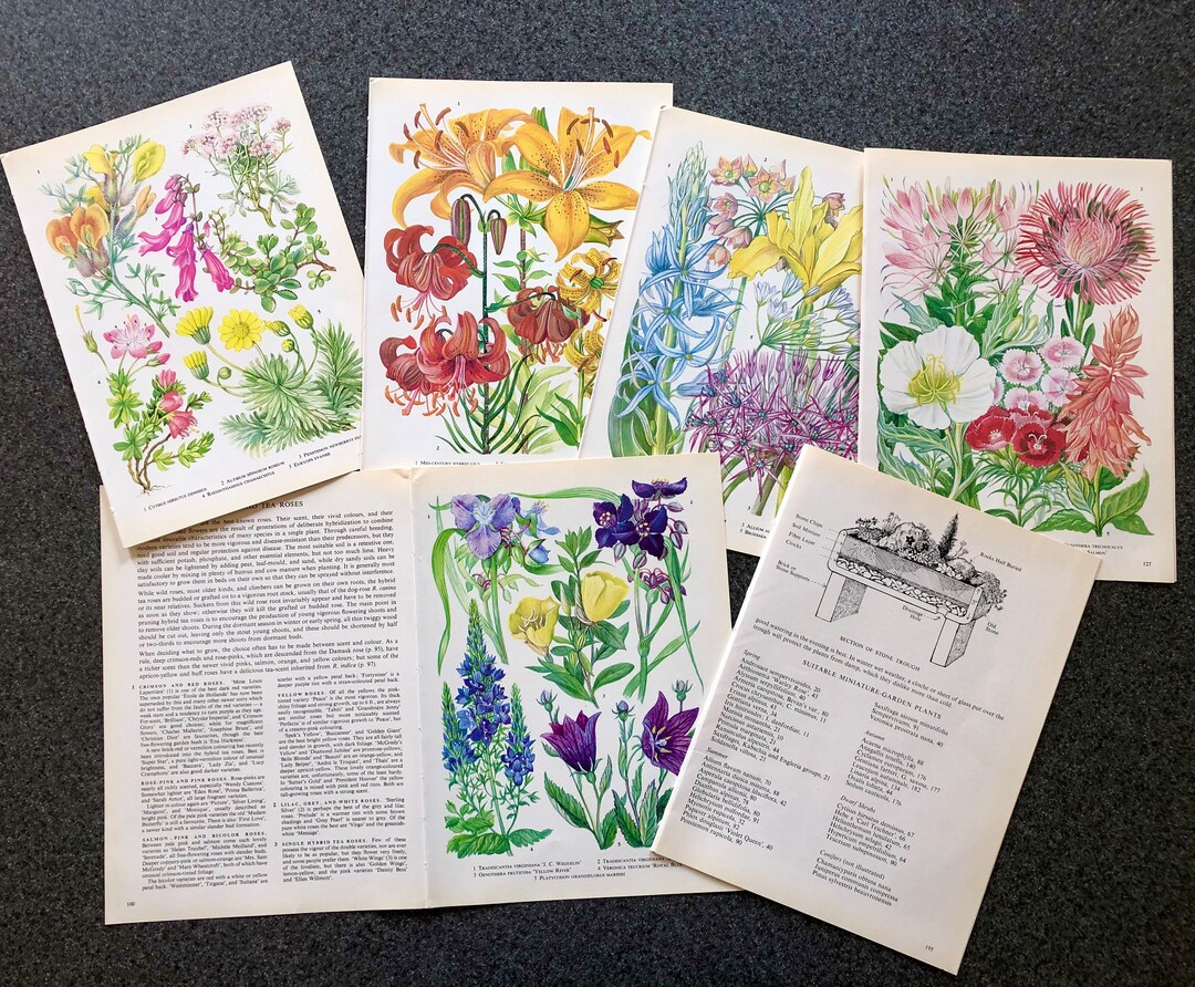 Botanical Illustration Book Pages for Junk Journals, Junk Journal ...