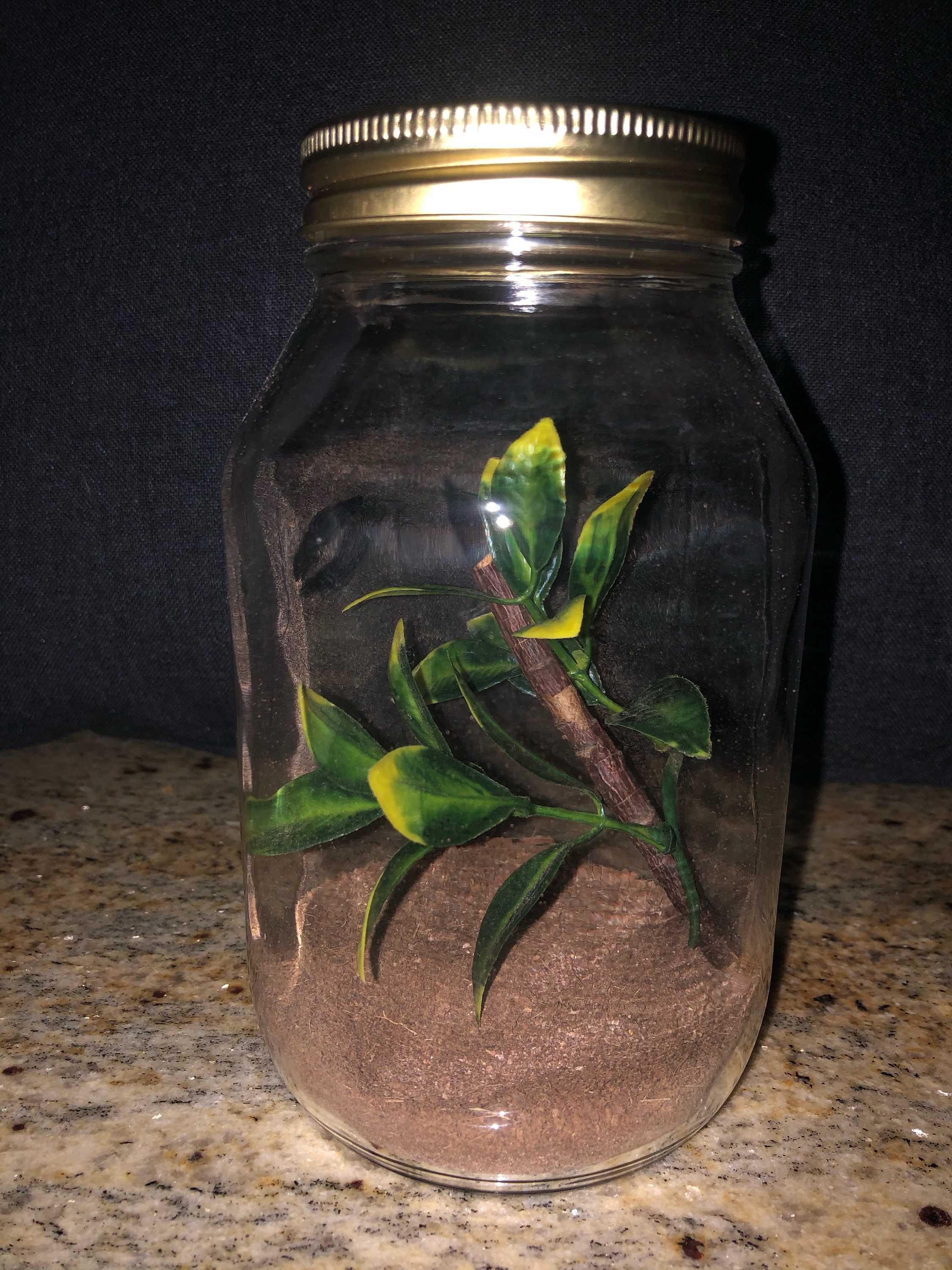 Insect Terrarium and Travel Carrier - Etsy