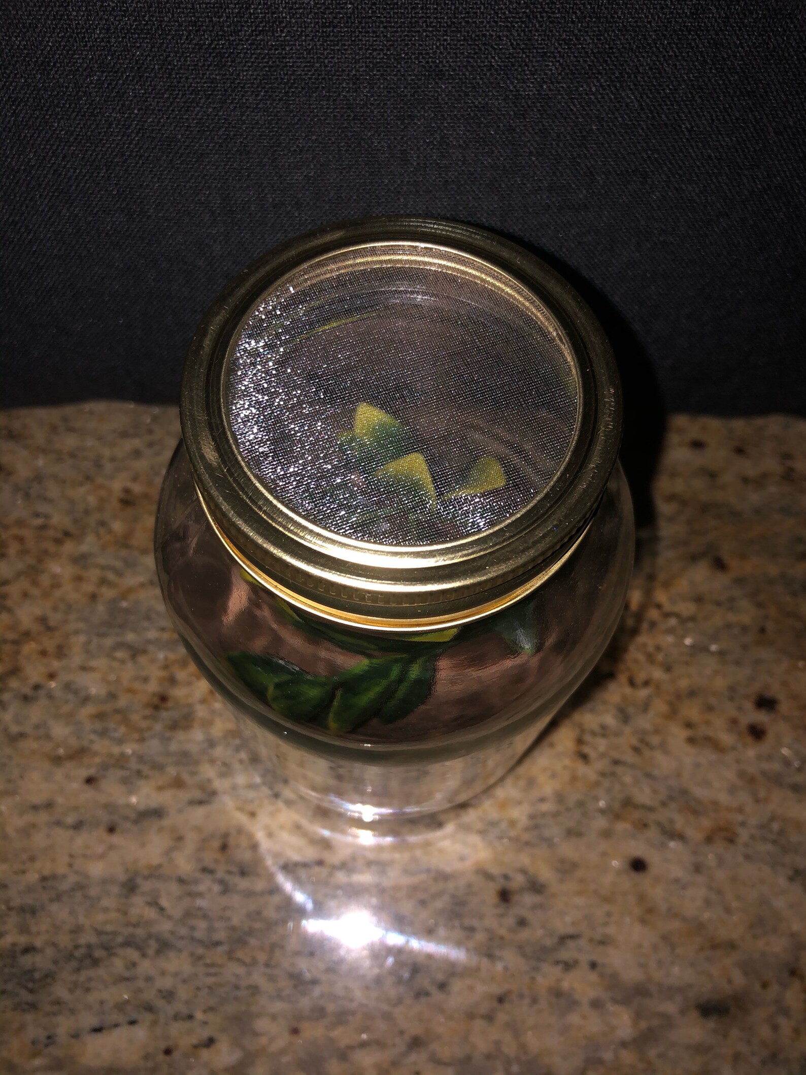 Insect Terrarium and Travel Carrier - Etsy