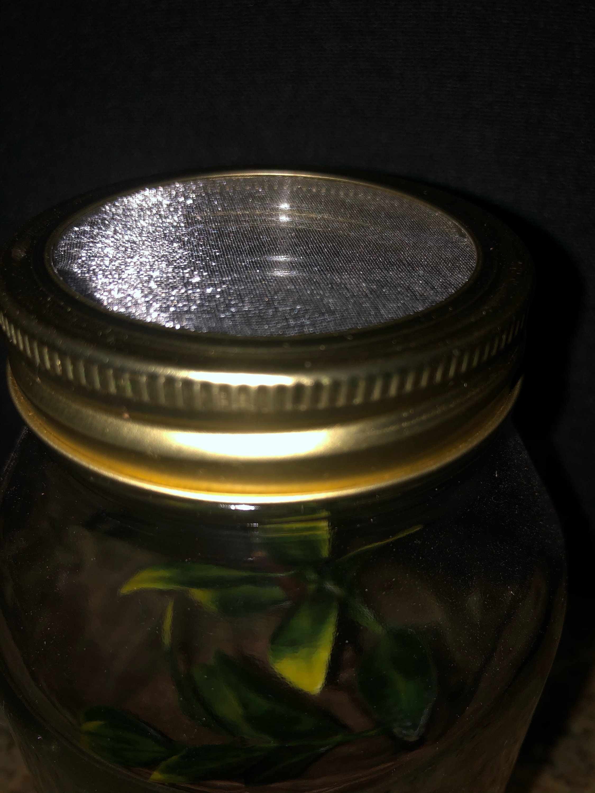 Insect Terrarium and Travel Carrier - Etsy