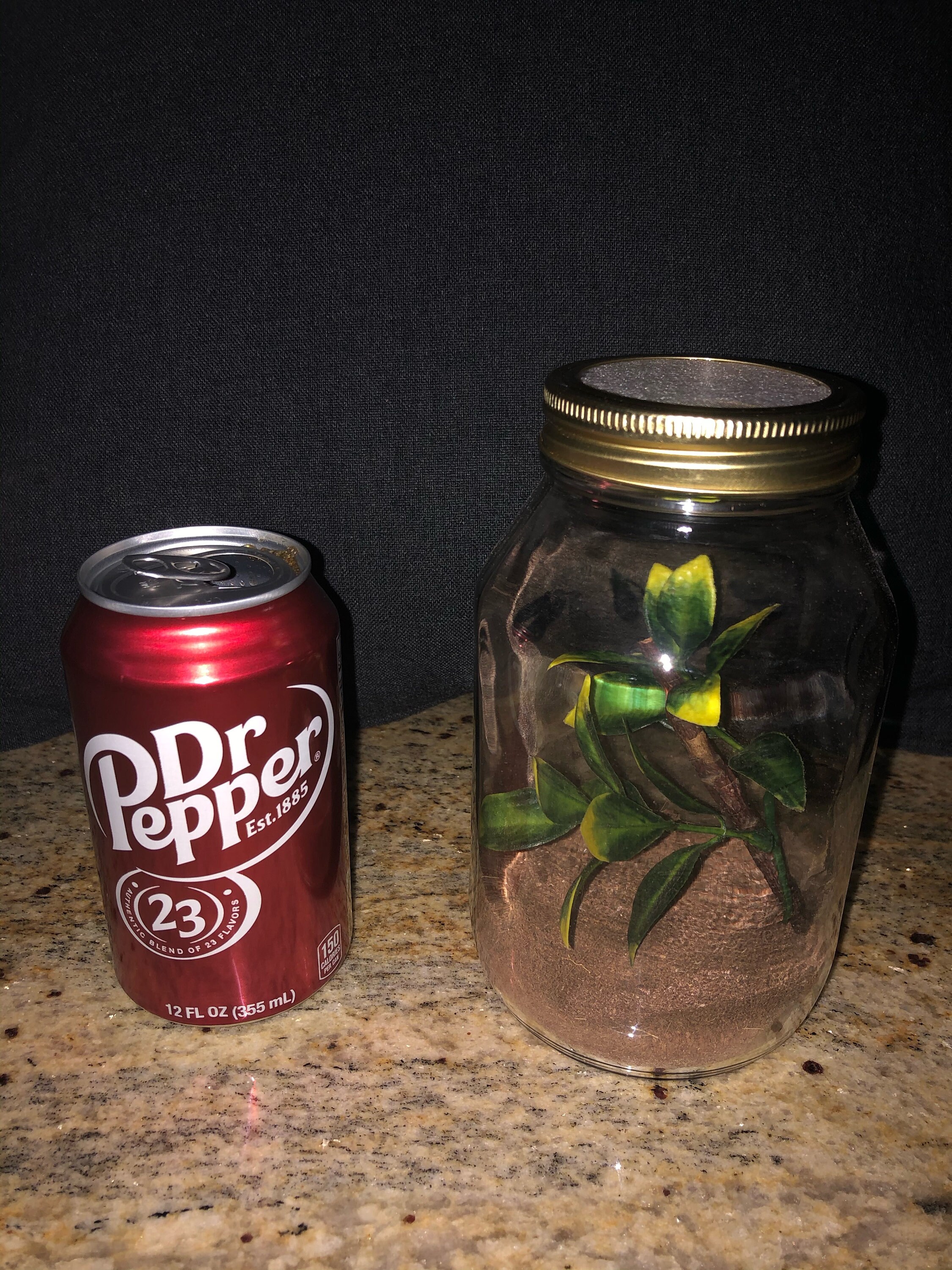 Insect Terrarium and Travel Carrier - Etsy