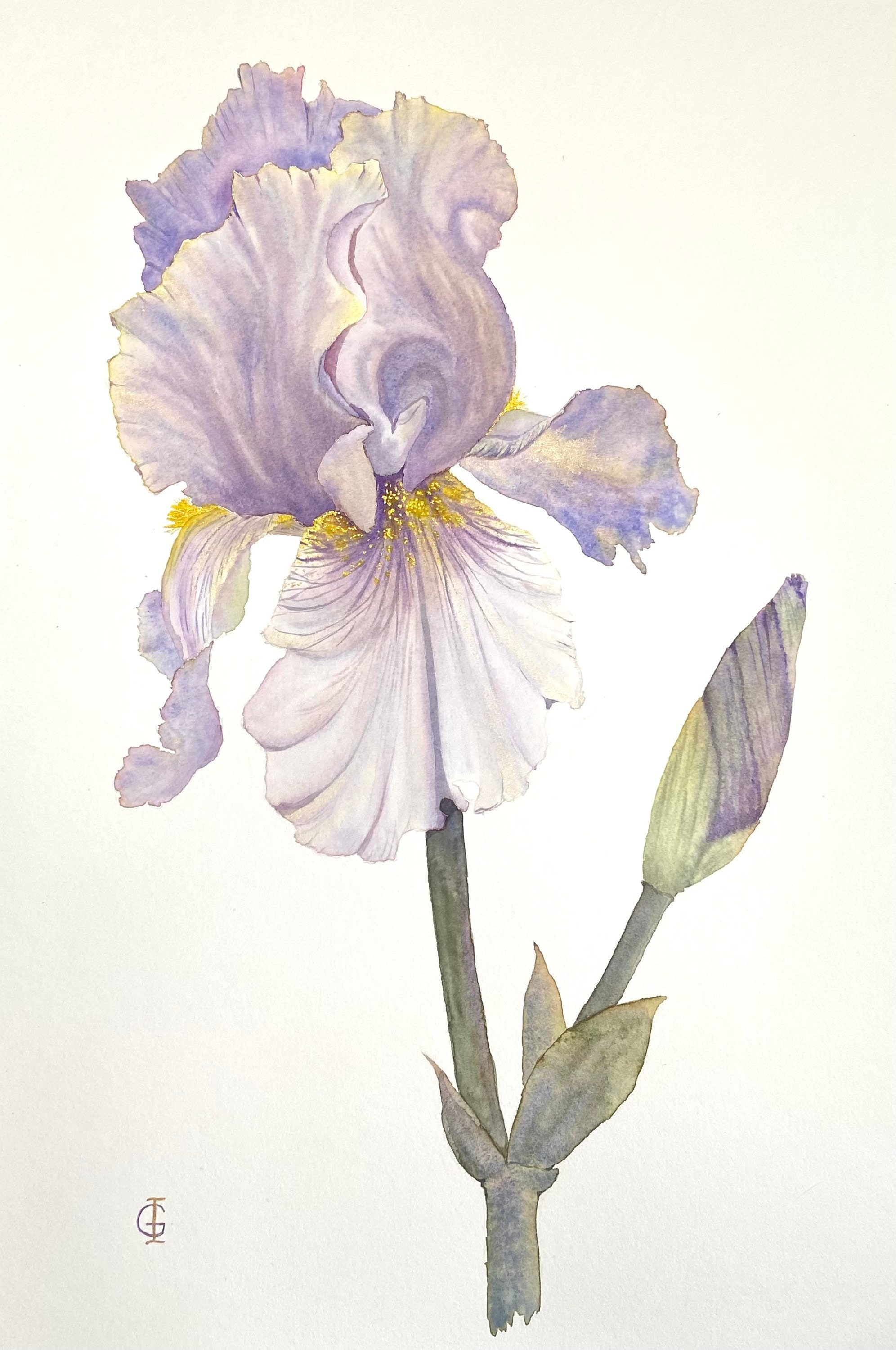 Amazing Floral Iris Flower Watercolor A3 Size Painting valse - Etsy