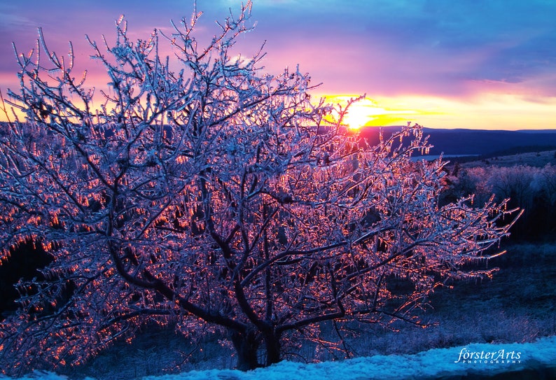 Fire and Ice Tree, Landscape Photography Print, Ice Storm, Pelham ...