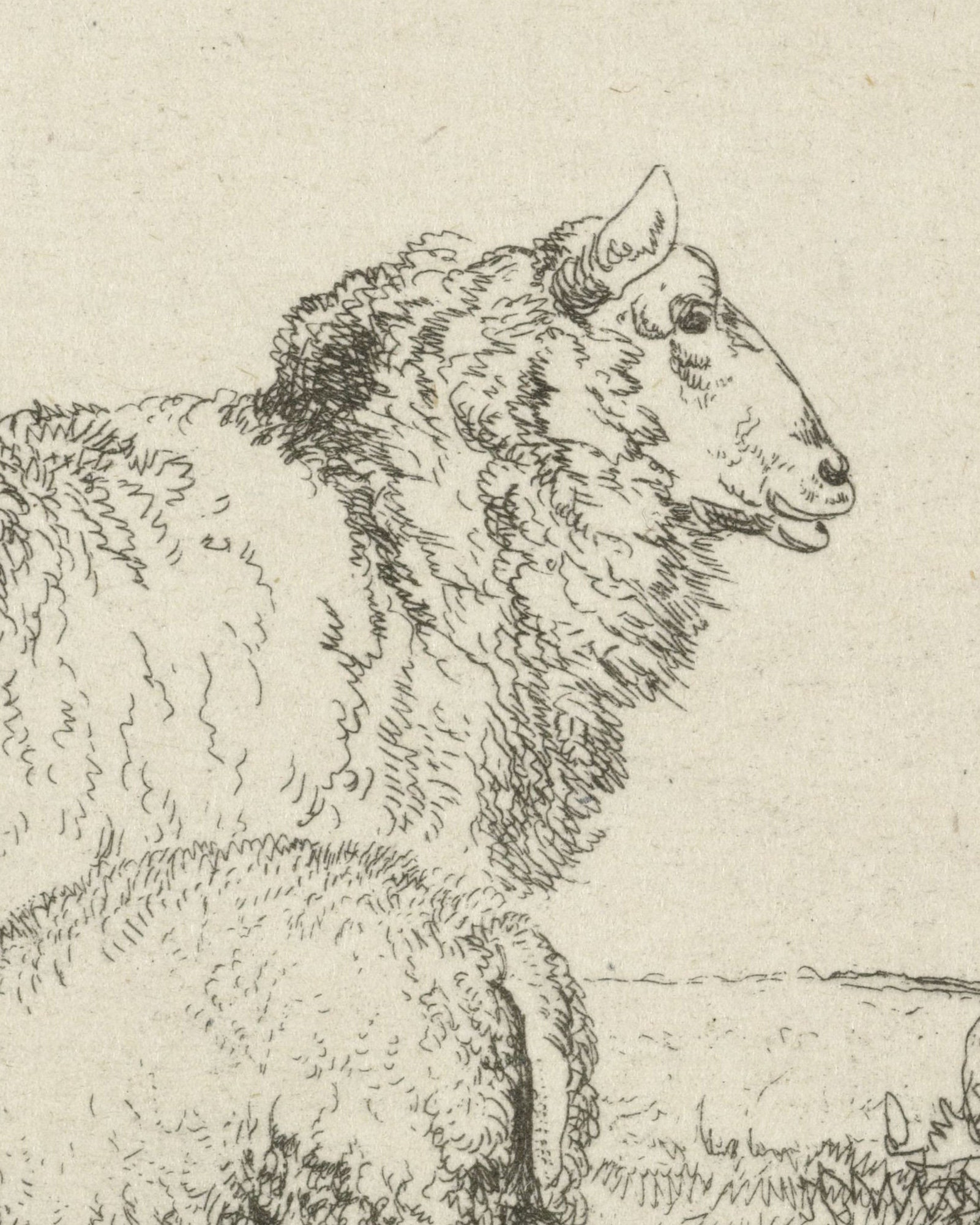 Sheep Sketch Pen and Ink, Antique - Etsy UK
