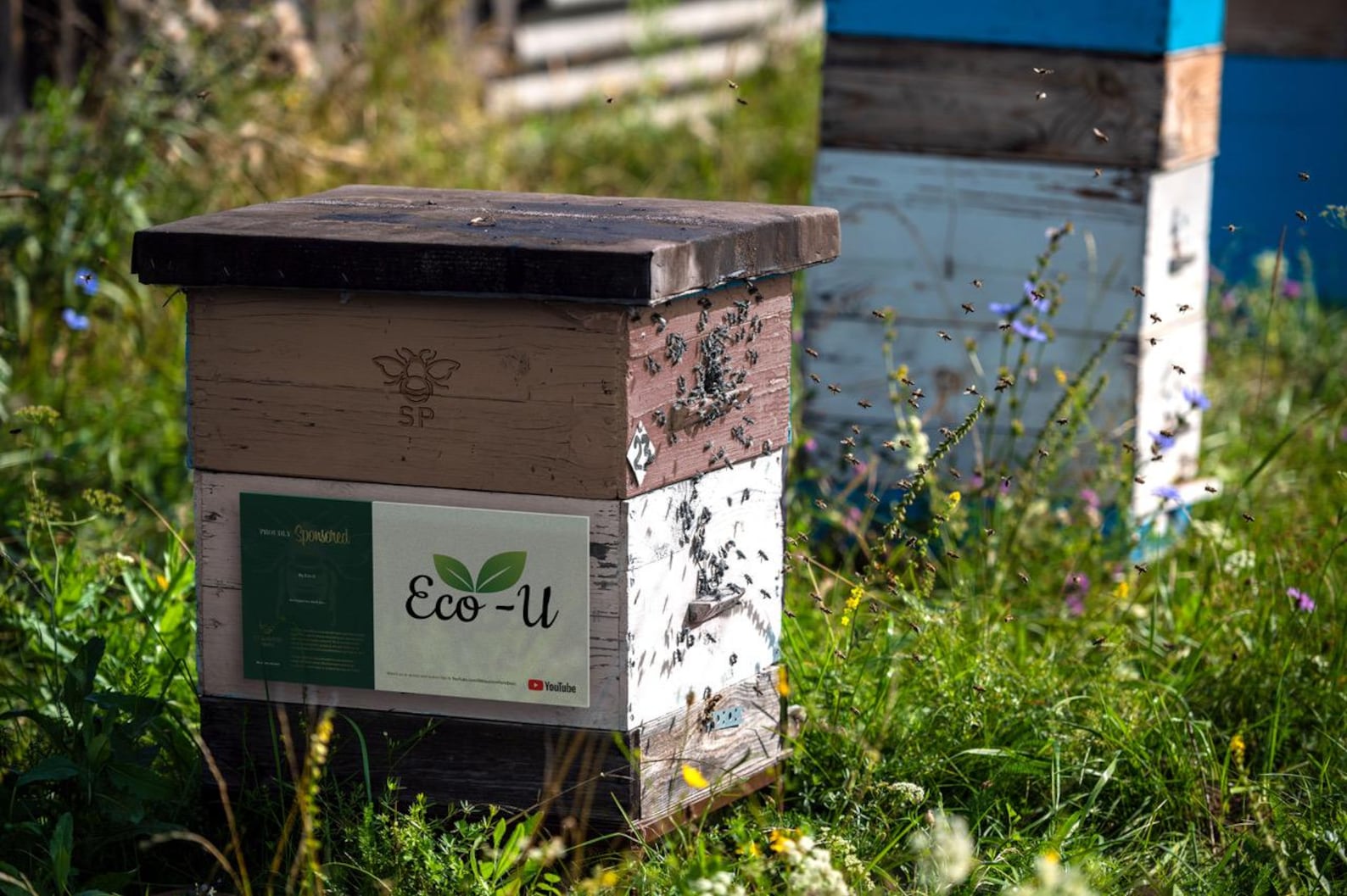 The Original Sponsor a Bee Card | Eco Friendly Gift | Bee Lovers ...