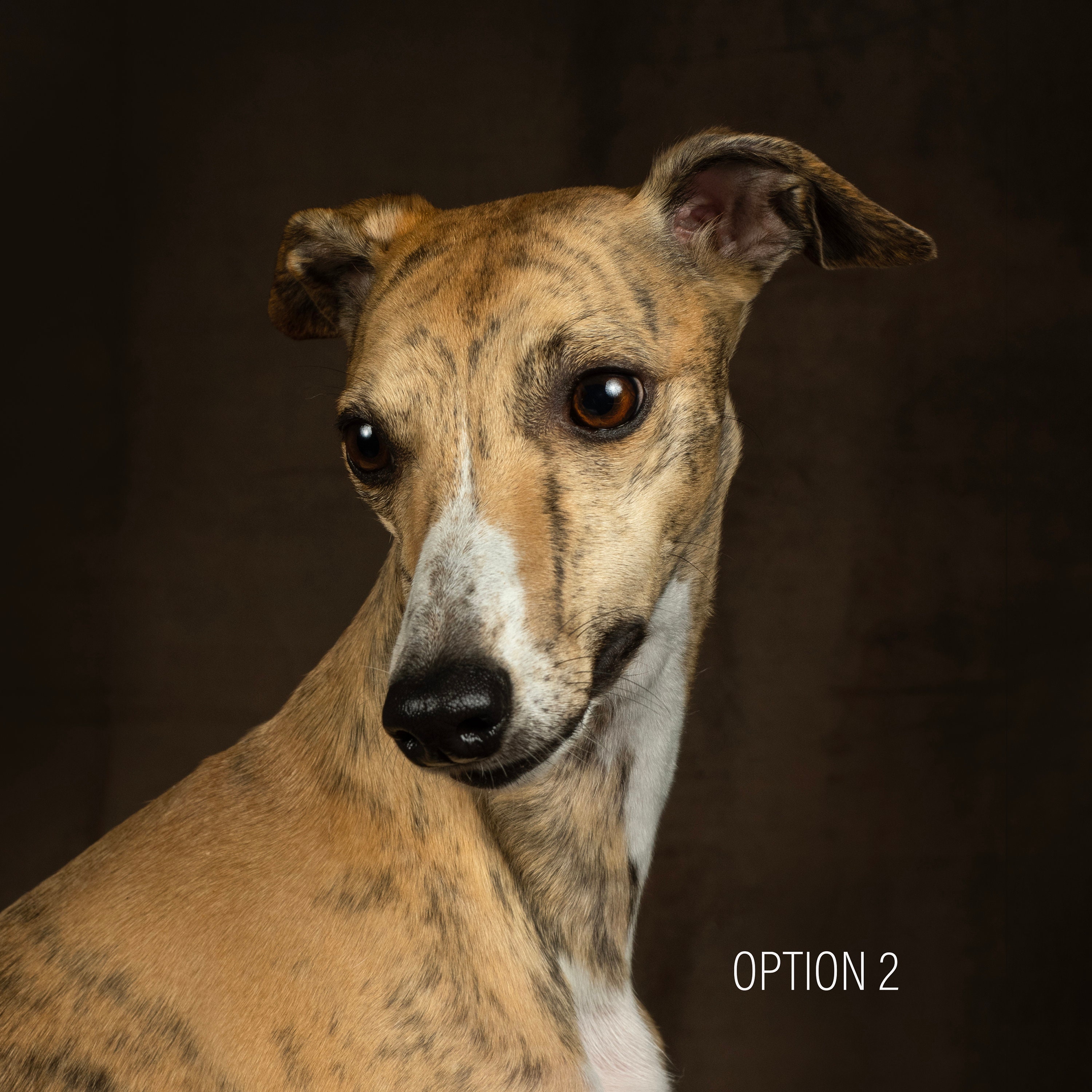 Handmade Greetings Card of Whippet - Approx 6 X 4" or 6 X 6" Inches ...