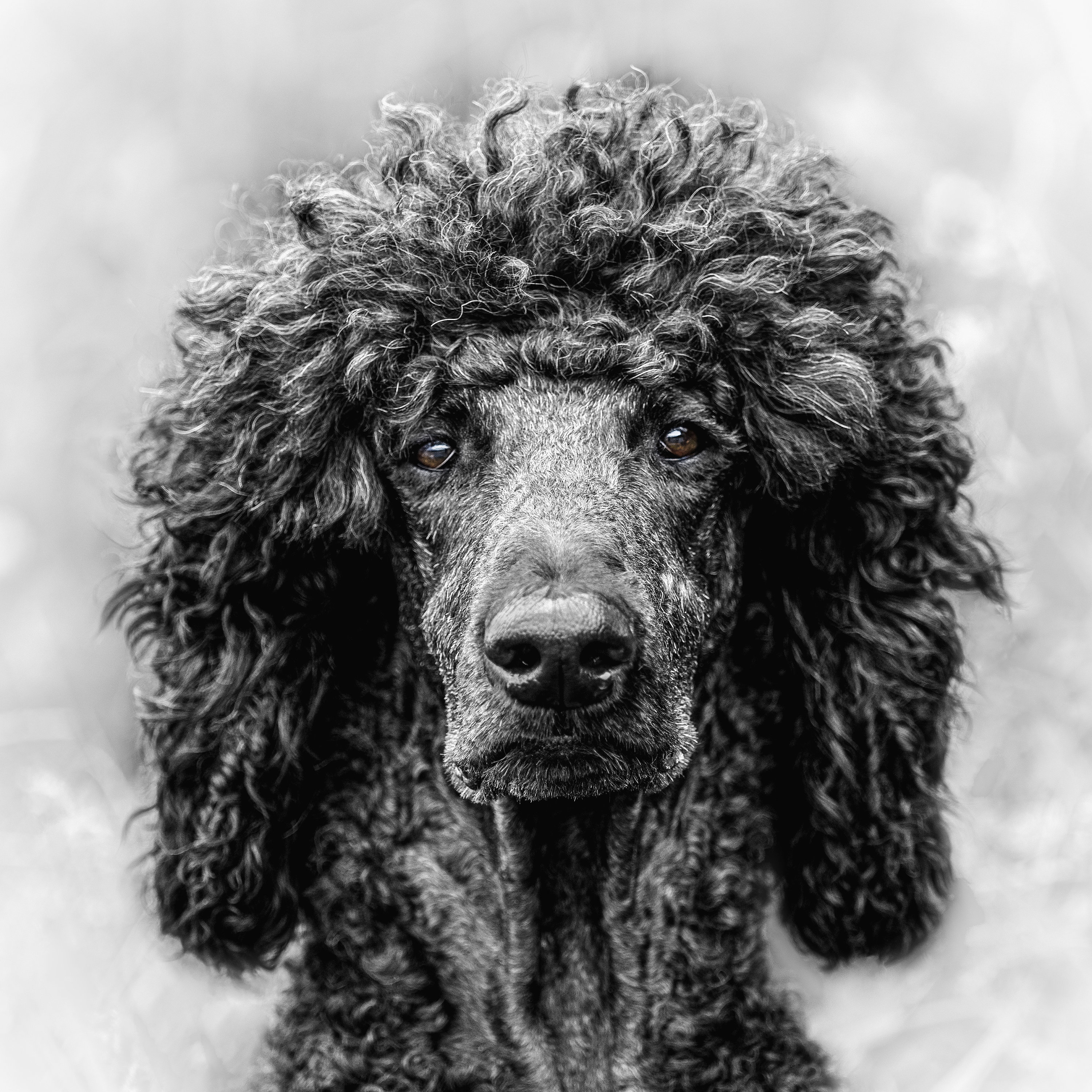 Award Winning Image of Beautiful Black Standard Poodle - Available ...