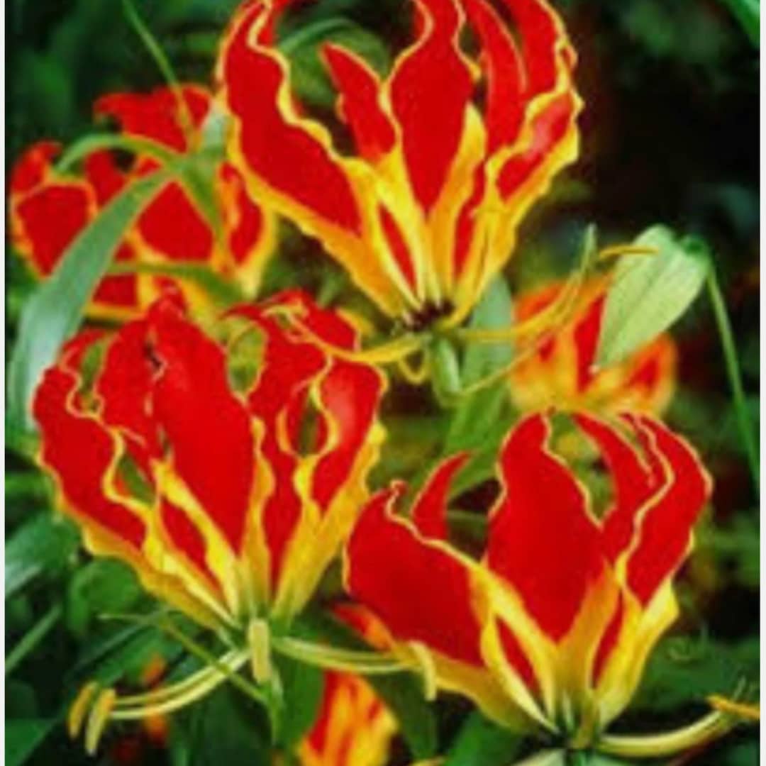 GLORIOSA SUPERBA Fire Lily 2 BULBS Rare Fresh Perennial Garden for ...
