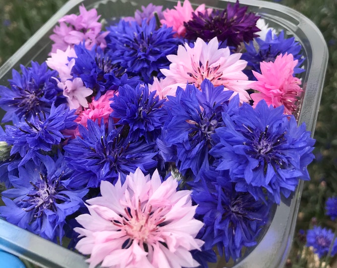 Edible Fresh Cornflowers - Etsy UK